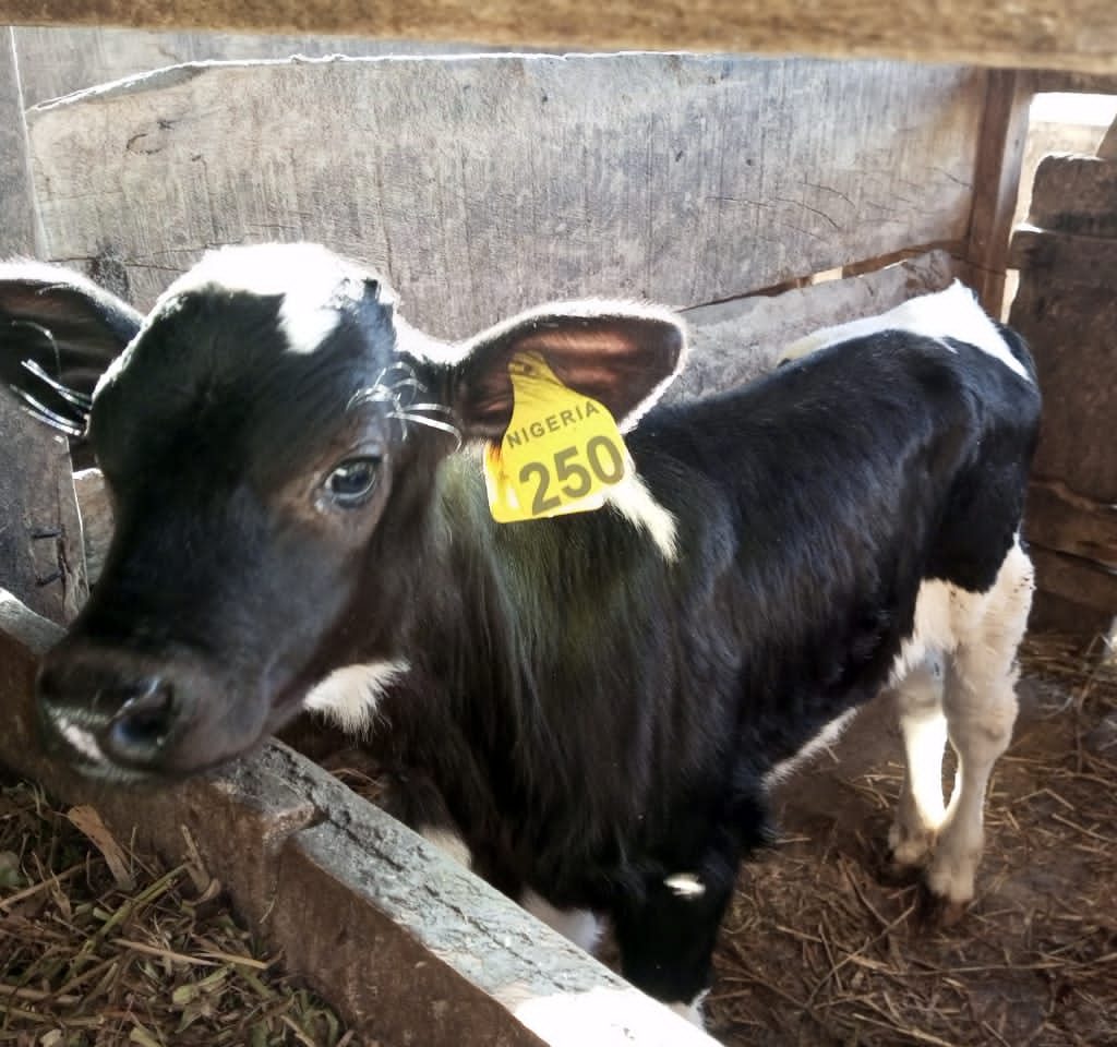 L and Z Integrated Farms – Livestock Genetics