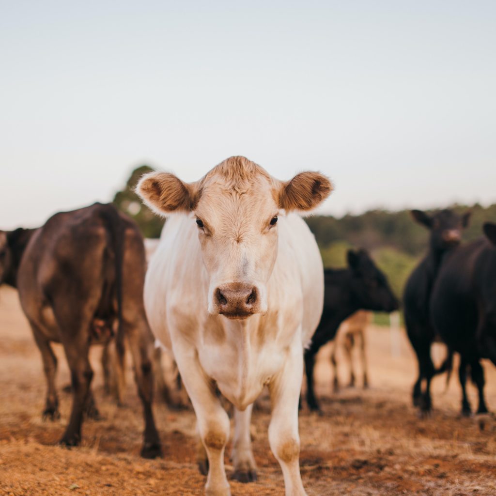 Ranching Vs Roaming In Nigeria – Livestock Genetics